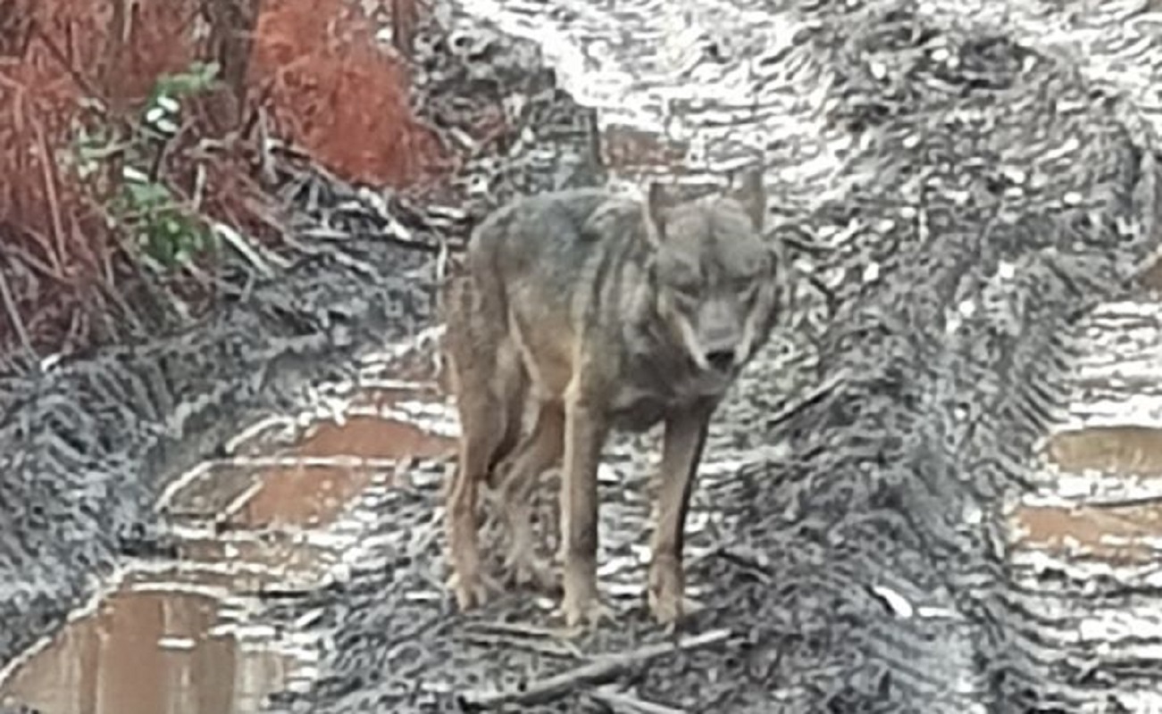 Exemplar do lobo ibérico fotografado na floresta de Outeiro | Rádio ...